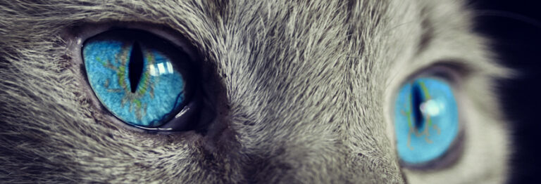 Vision du chat : comment voient les félins